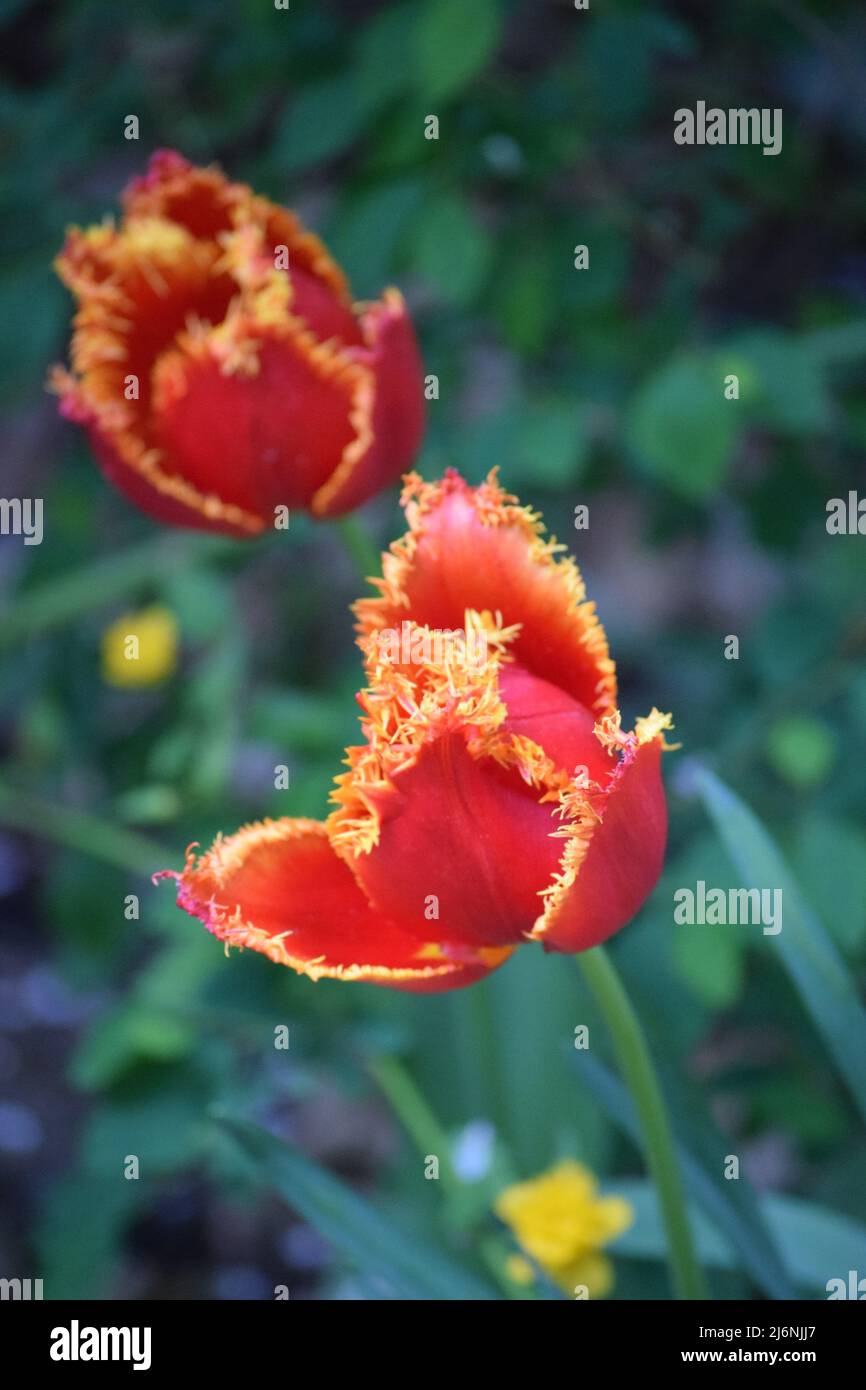 red fringed Tulips with gold Edging Stock Photo - Alamy