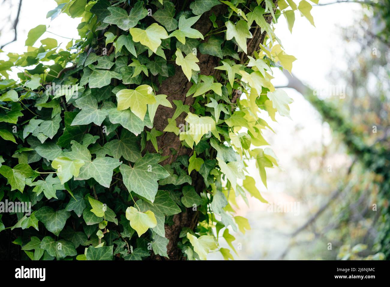 Green ivy vine climbing tree trunk Stock Photo - Alamy