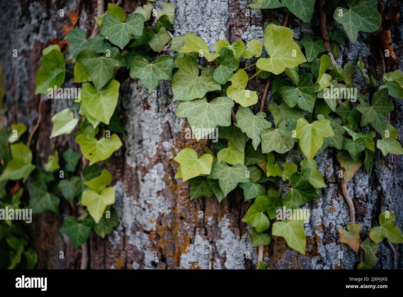 Green ivy vine climbing tree trunk Stock Photo - Alamy