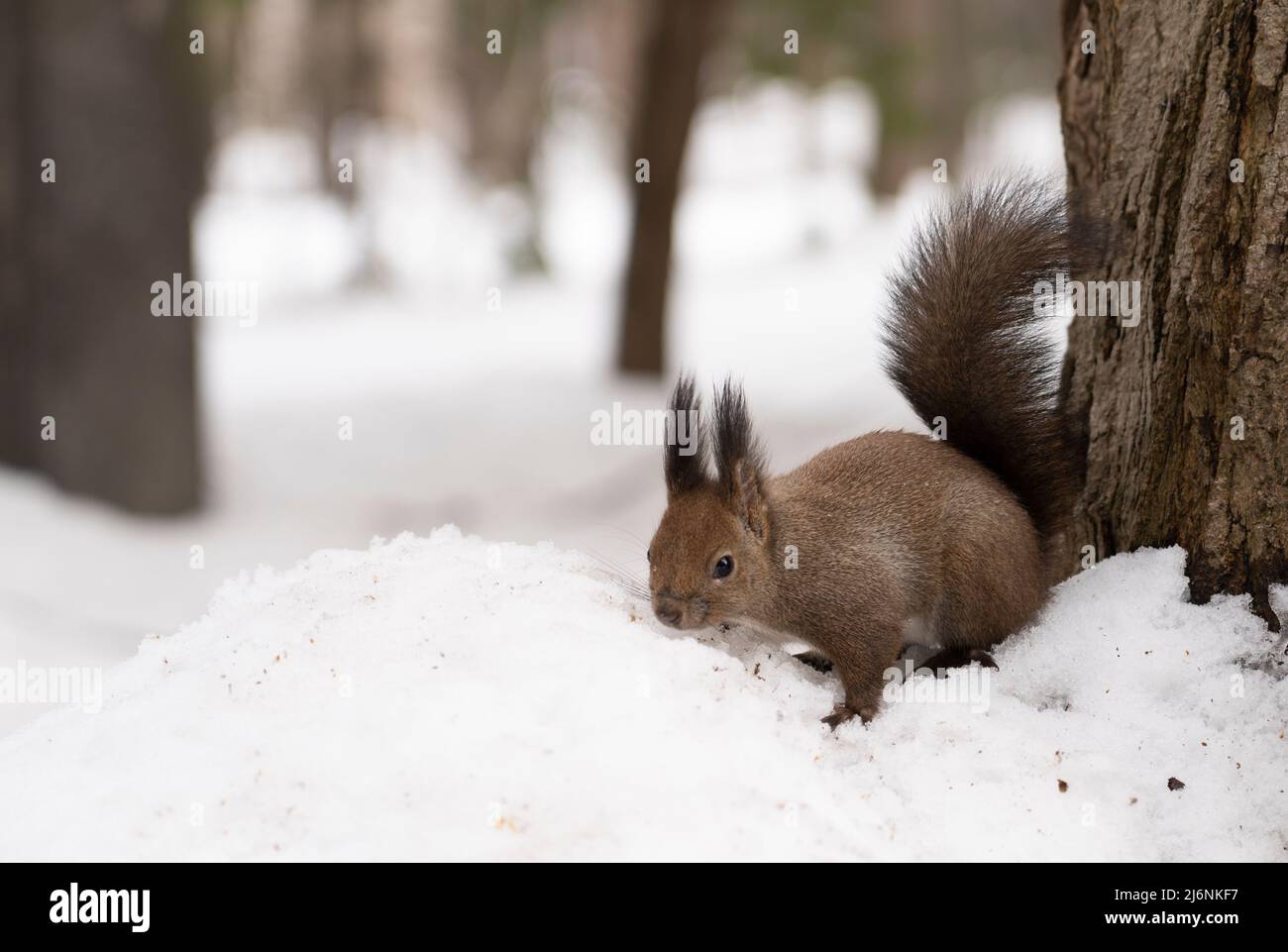 Hokkaido winter wildlife hi-res stock photography and images - Alamy