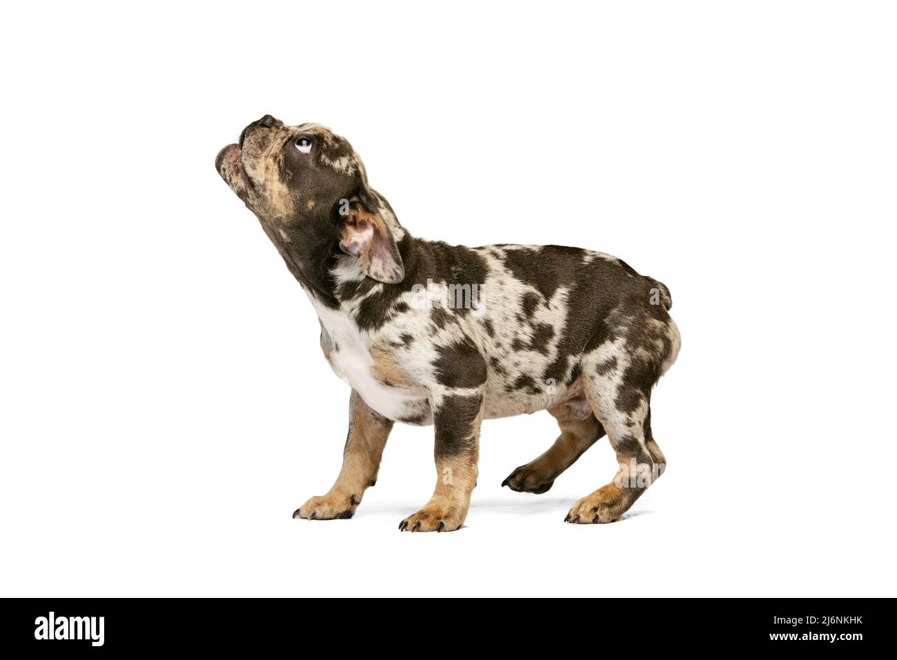 Funny portrait of cute looking French Bulldog posing isolated over ...