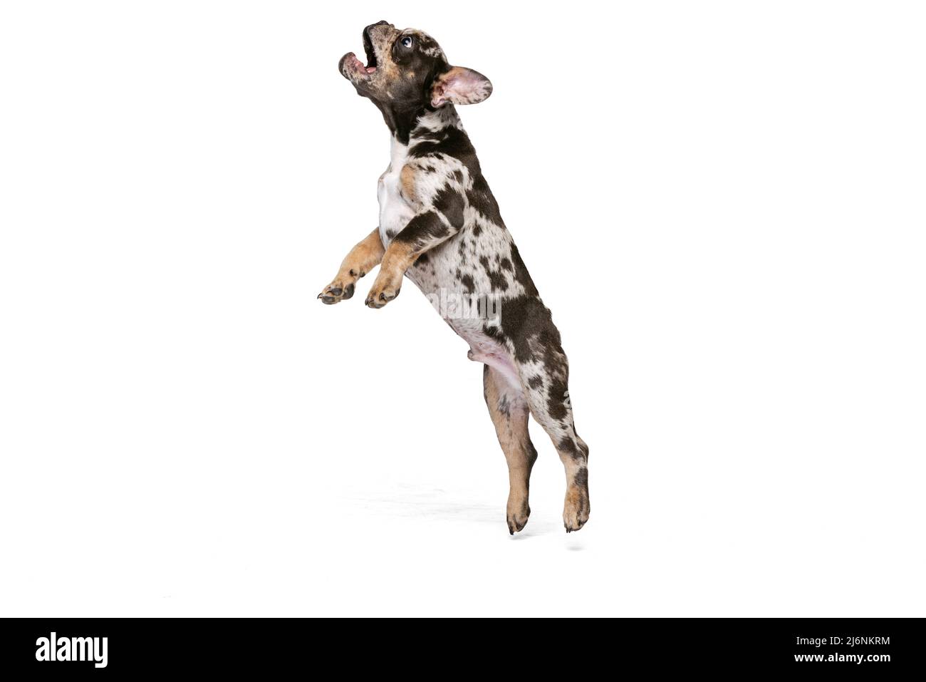 Portrait of cute playful puppy, French Bulldog jumping to catch toy ...