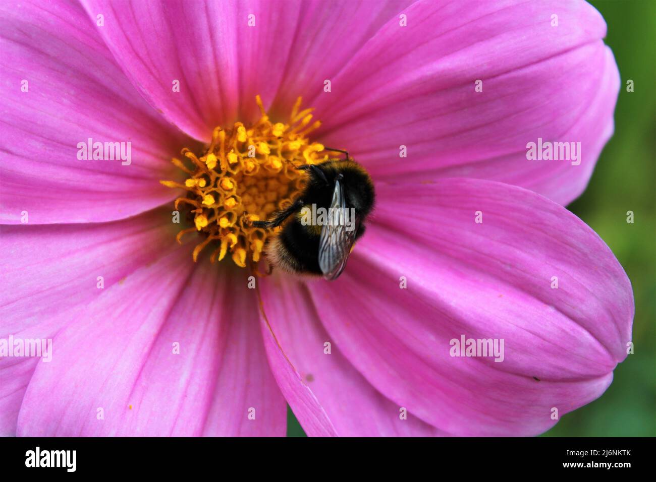Bee collecting nectar from a pink African daisy Stock Photo - Alamy