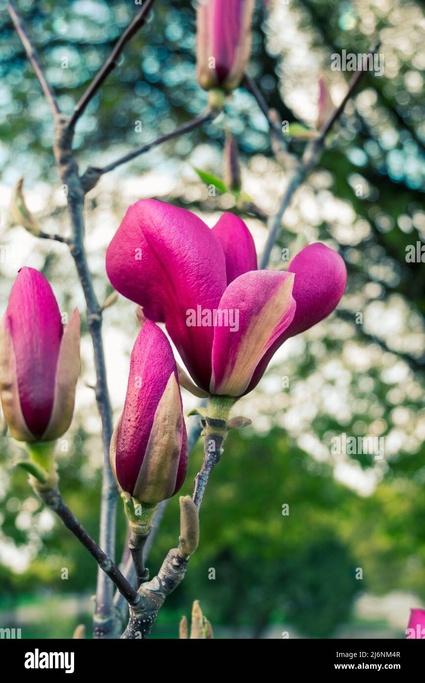 Magnolia tree branch with white purple blooming close up garden spring ...