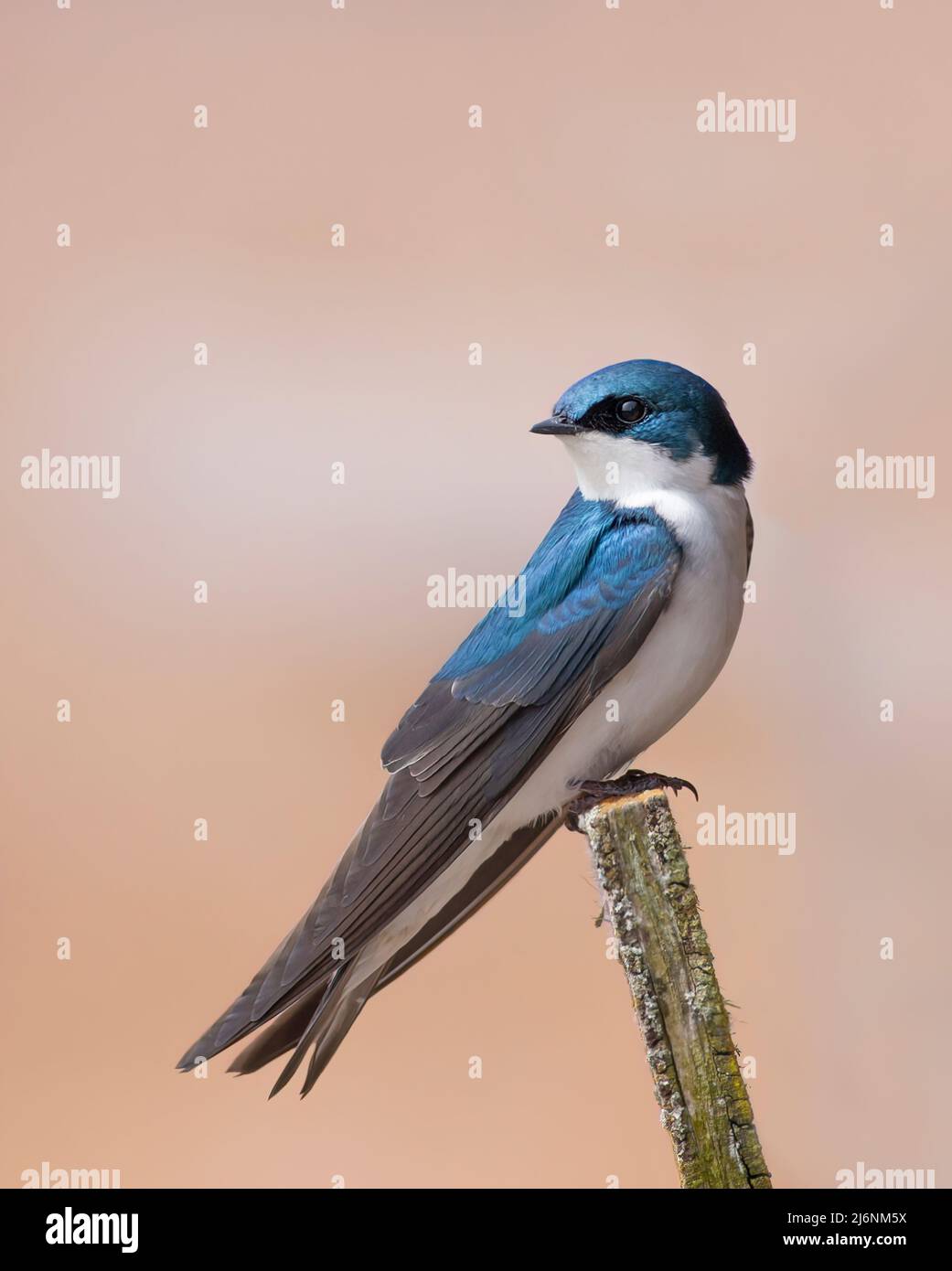 Tree swallow perched on an old wooden nesting box in Ottawa, Canada ...
