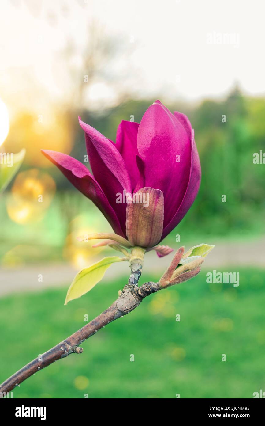 Magnolia tree branch with white purple blooming close up garden spring ...