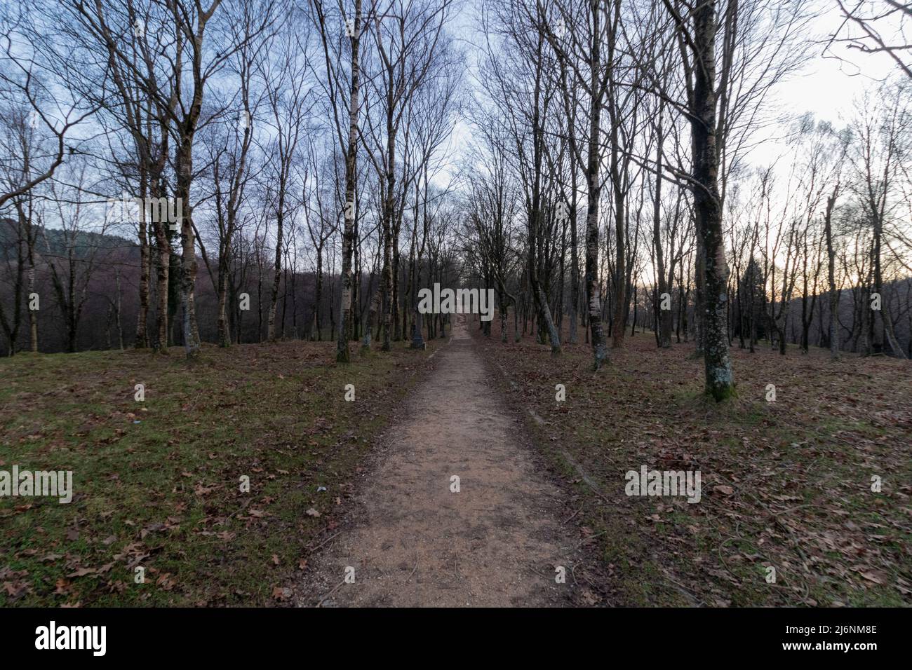 beech forest in the basque country on mount urkiola Stock Photo - Alamy