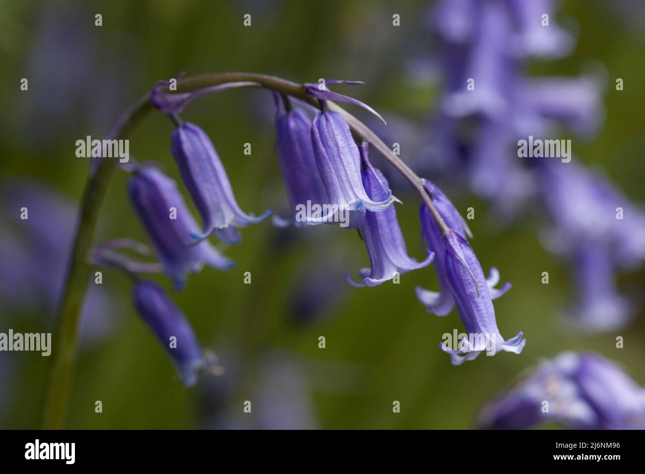 English harebell hi-res stock photography and images - Alamy