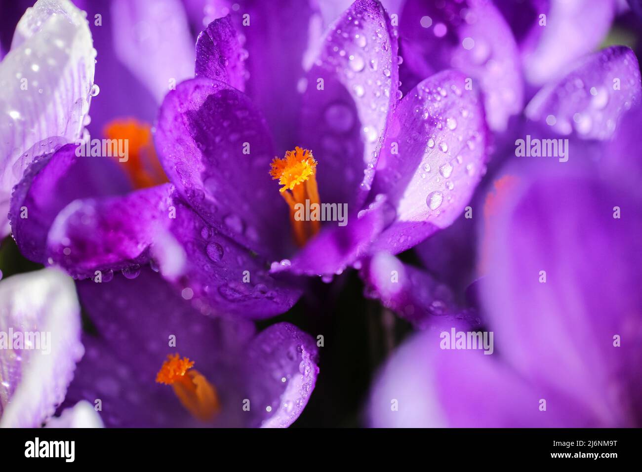 Blue blooming plant Crocus covered with water drops, macro, closeup ...