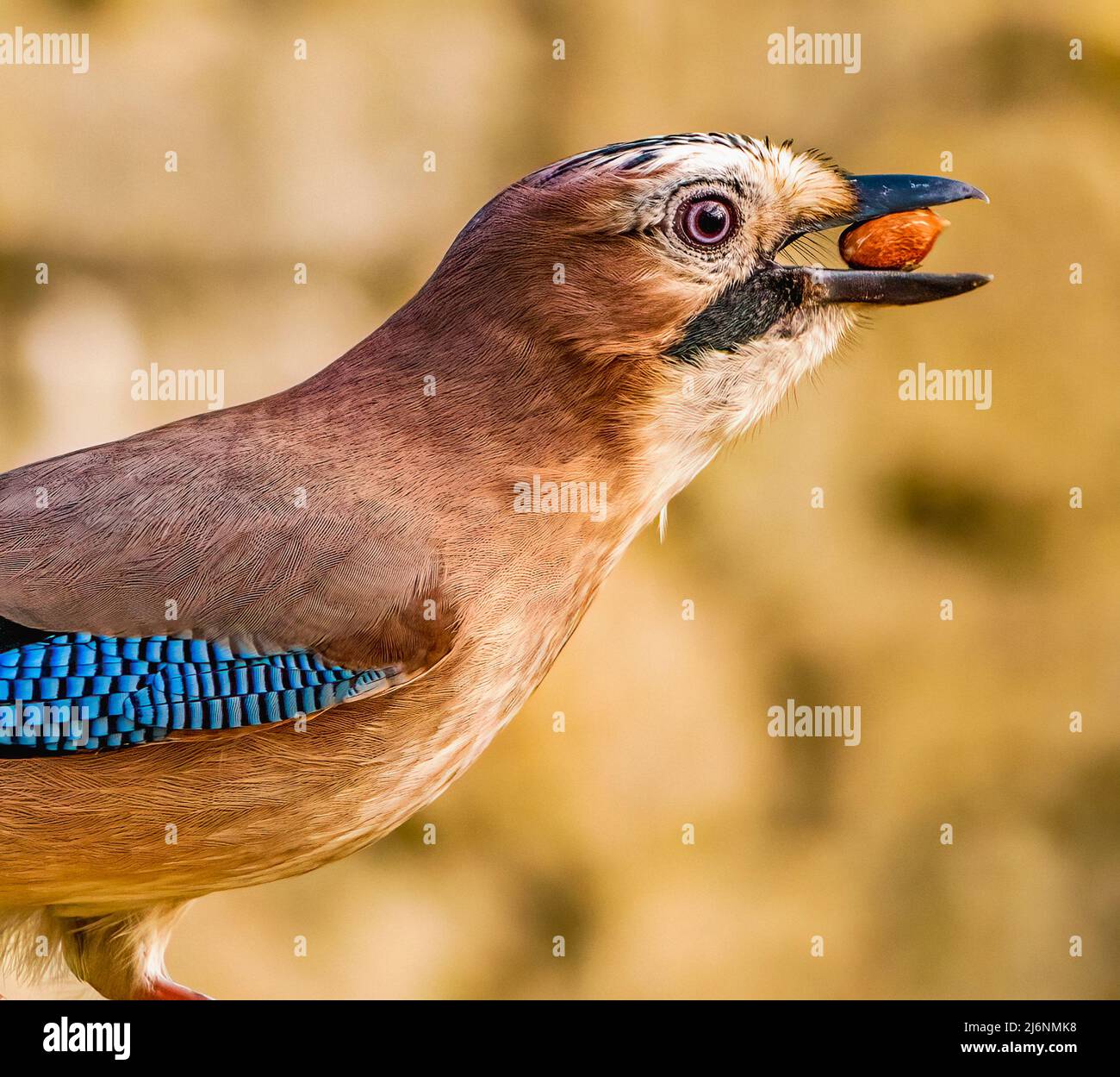Eurasian jay birds hi-res stock photography and images - Alamy