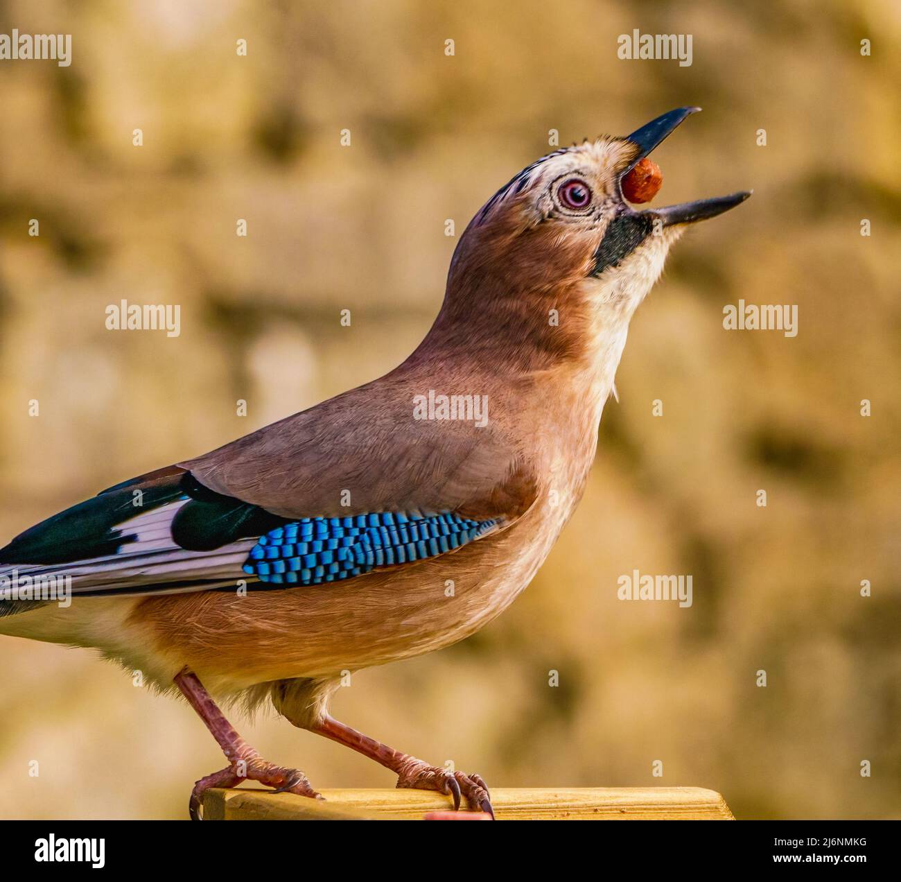 Posing jay bird hi-res stock photography and images - Alamy
