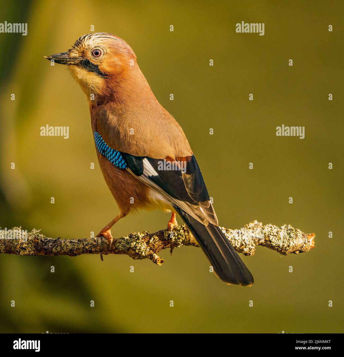 Posing jay bird hi-res stock photography and images - Alamy