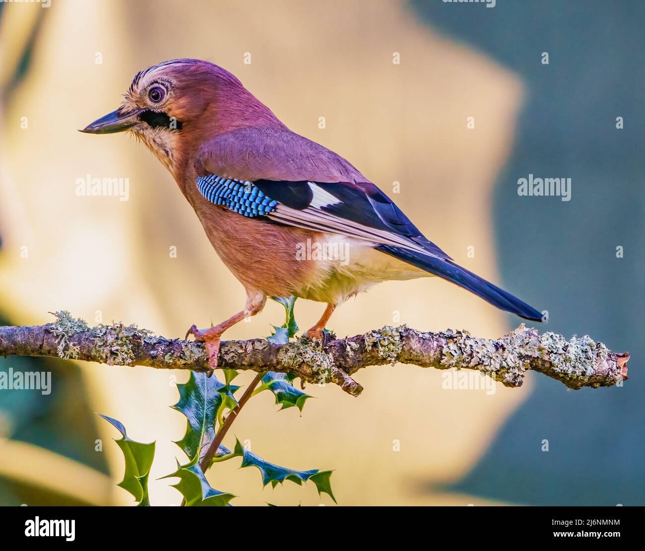 Posing jay bird hi-res stock photography and images - Alamy
