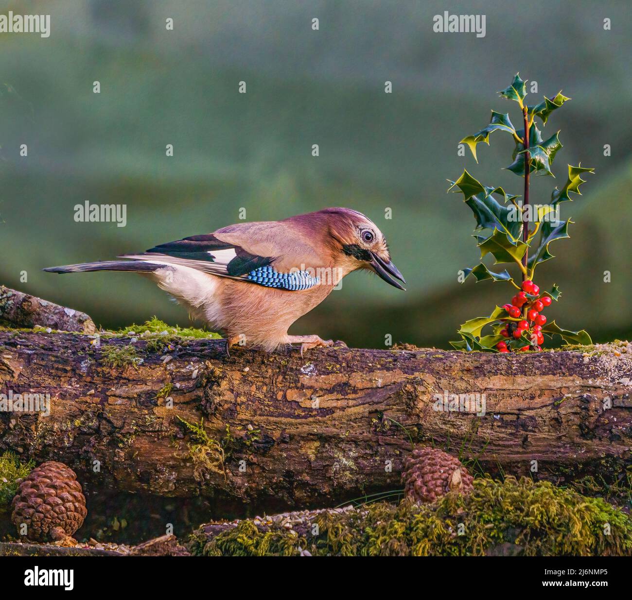 Beautiful crows hi-res stock photography and images - Alamy