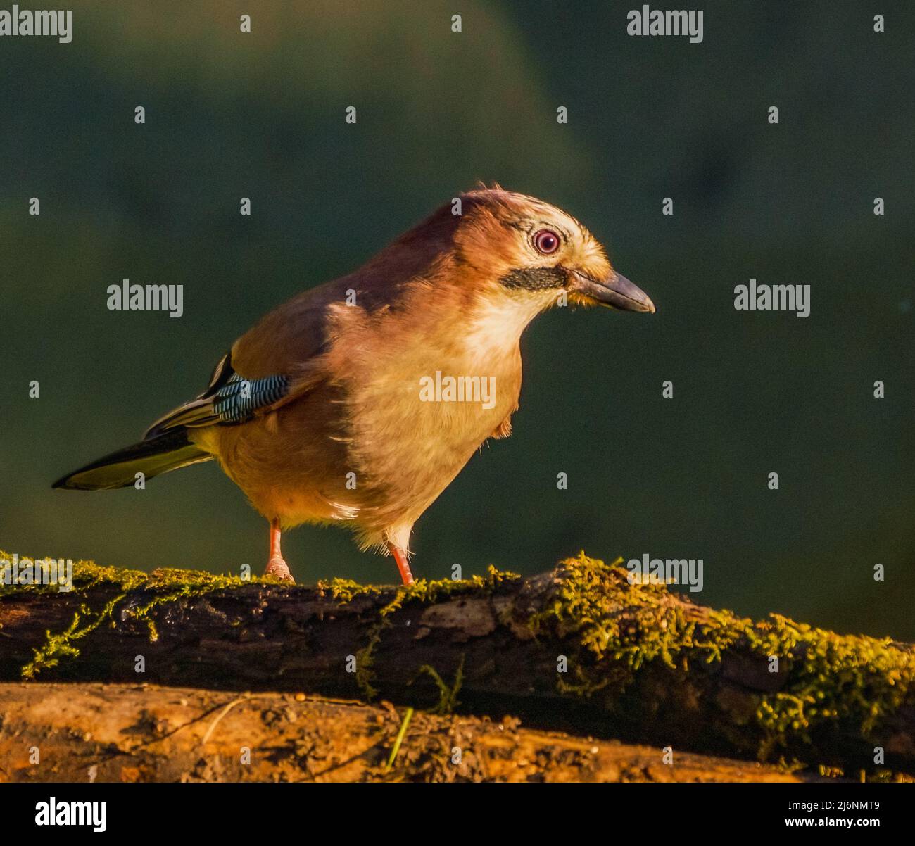 Jay birds pink hi-res stock photography and images - Alamy