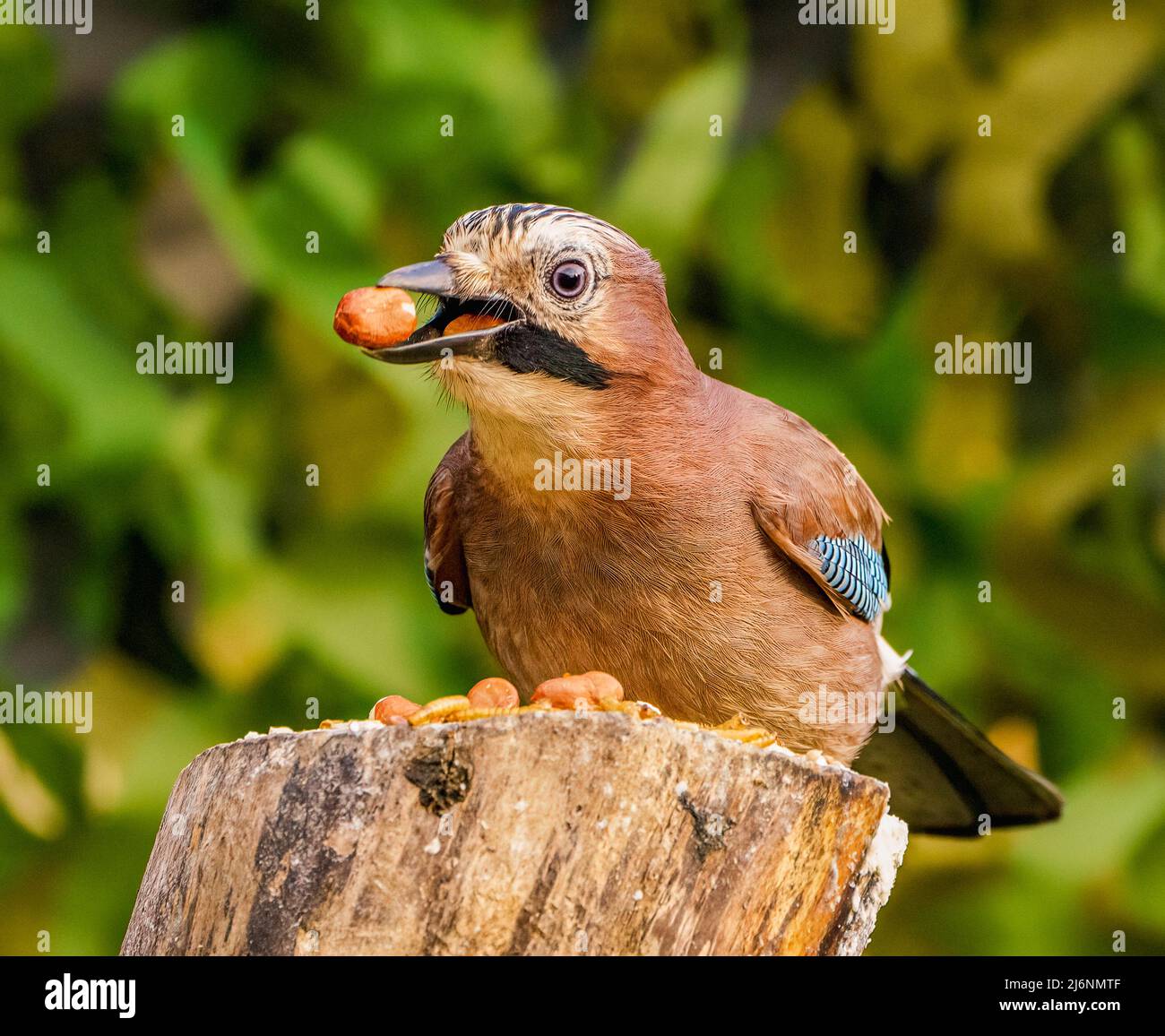 Jay hi-res stock photography and images - Alamy