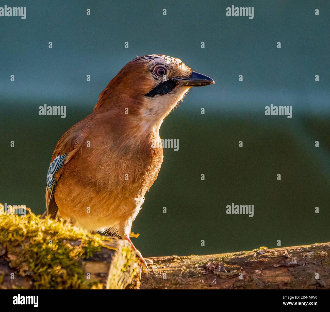 Jays uk hi-res stock photography and images - Alamy