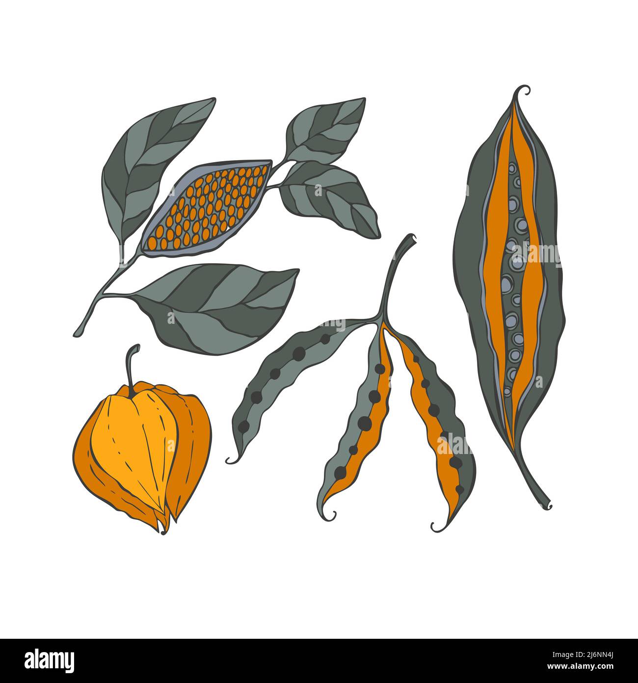 Seeds pods grain set hand drawing doodle color, pod, grain, bean ...