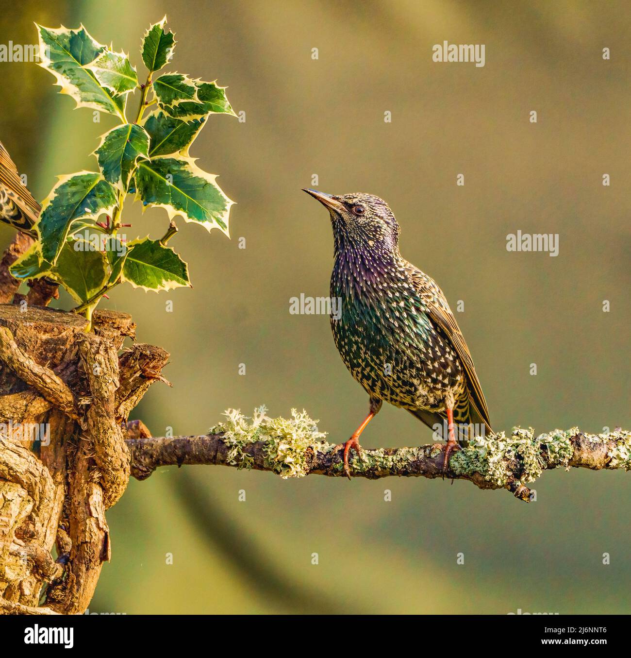 Sturnidae berries hi-res stock photography and images - Alamy