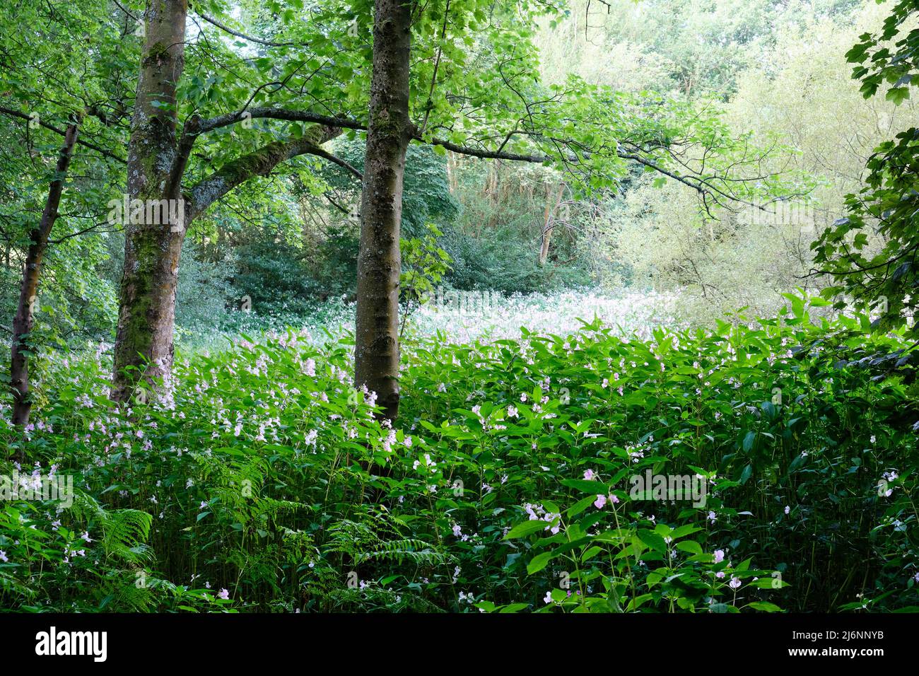 Landscape Forest Glade Stock Photo - Alamy
