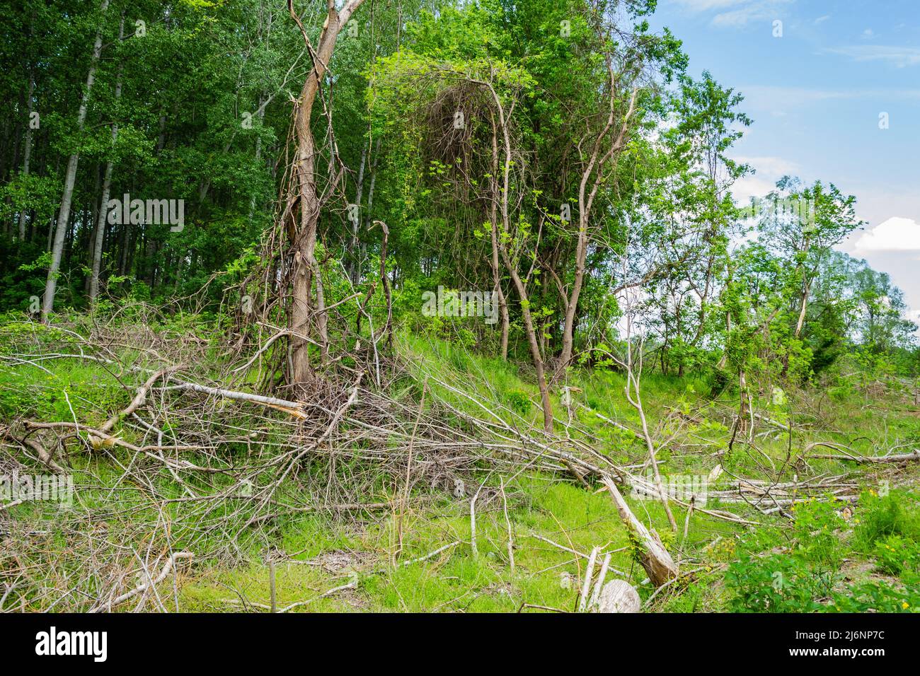Logging rainforest destroyed hi-res stock photography and images - Alamy