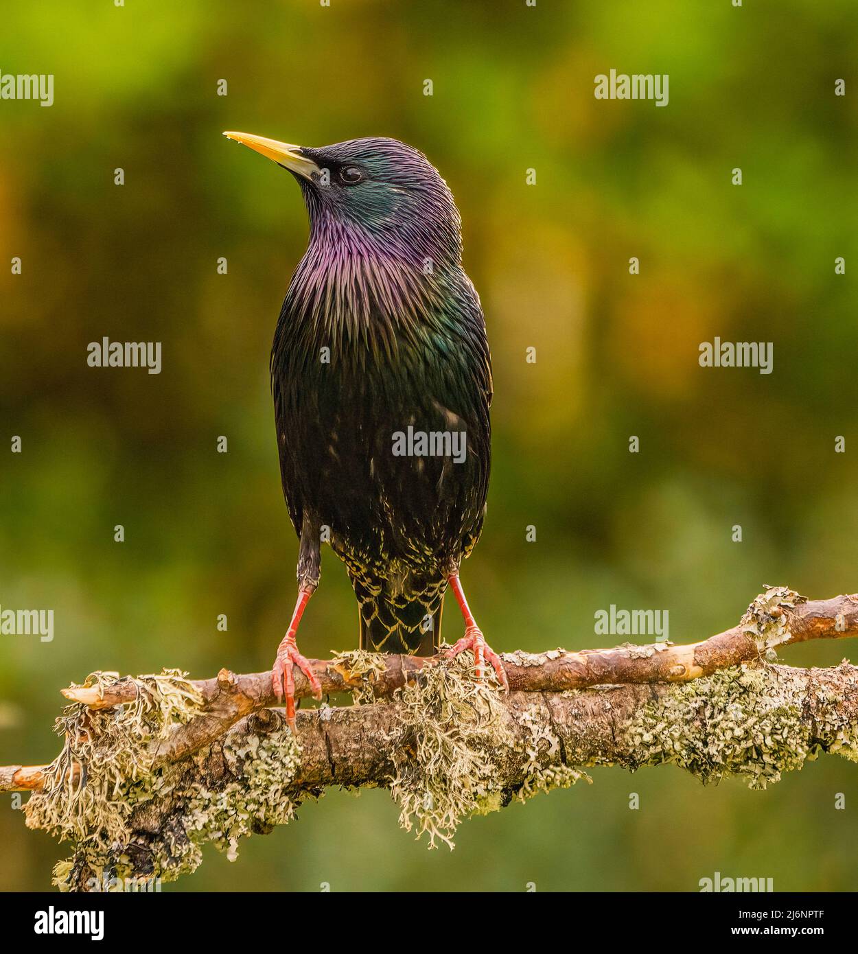 Starling sized bird hi-res stock photography and images - Alamy