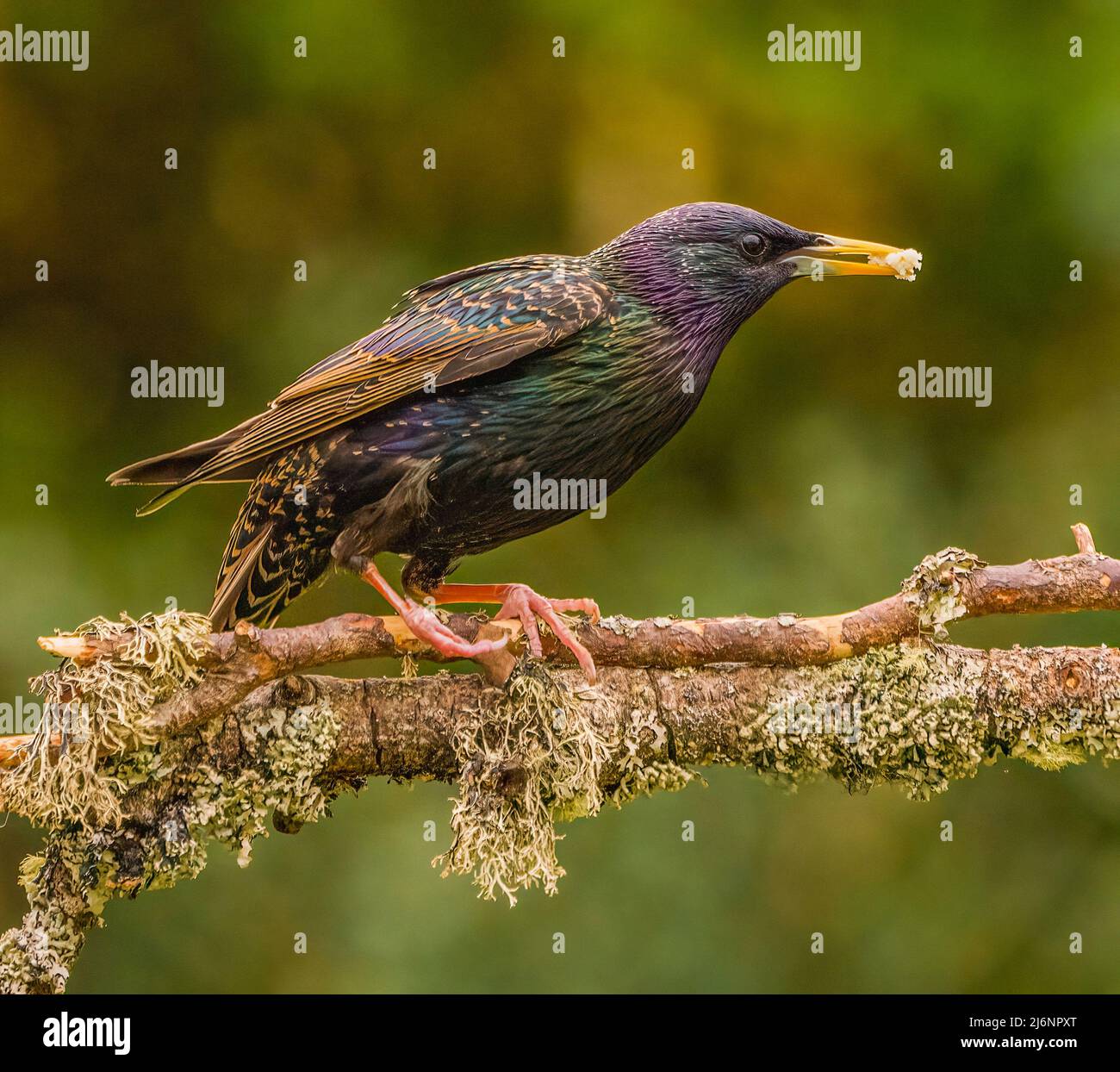 Starling sized bird hi-res stock photography and images - Alamy