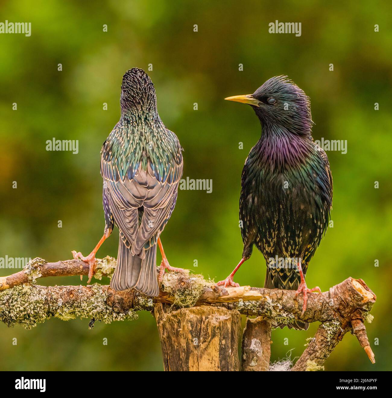 Starling sized bird hi-res stock photography and images - Alamy