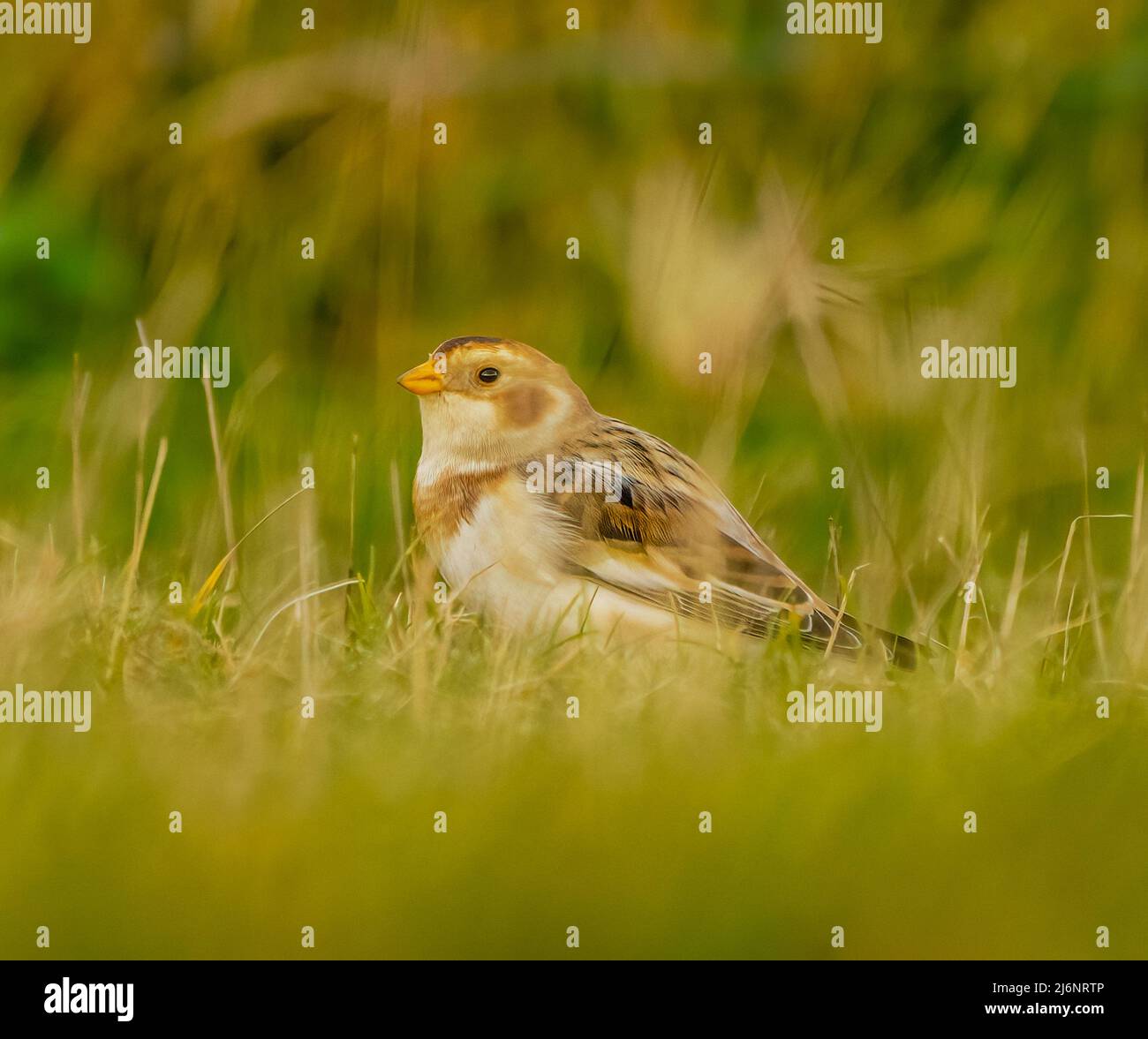 Snow bunting white belly hi-res stock photography and images - Alamy
