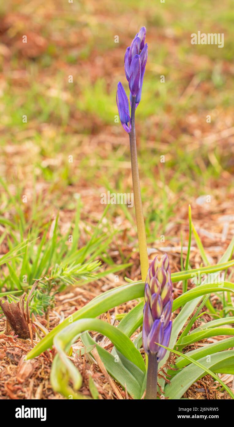 A single bluebell standing in the Ashdown Forest England woods Stock ...