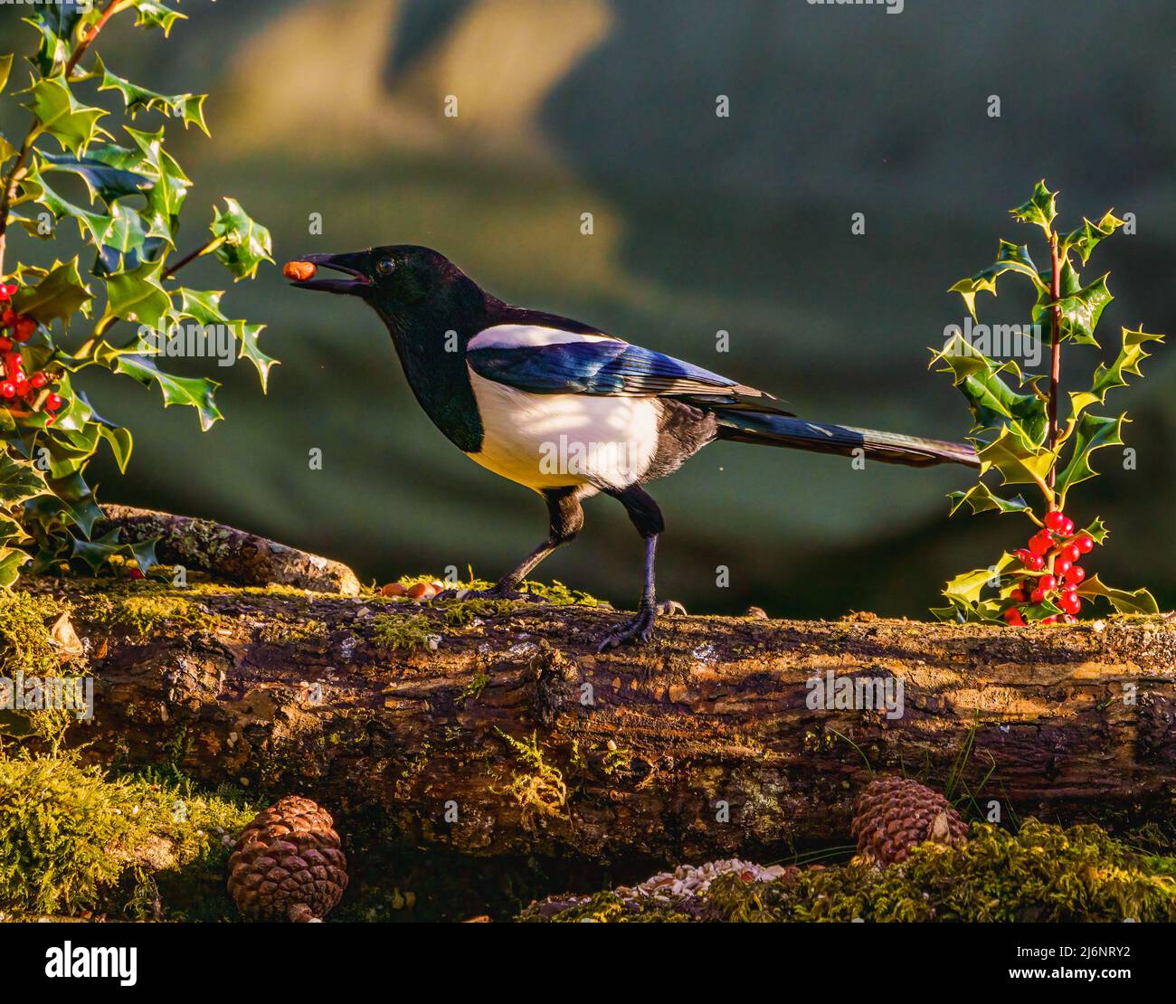Black and white eurasian magpie hi-res stock photography and images - Alamy