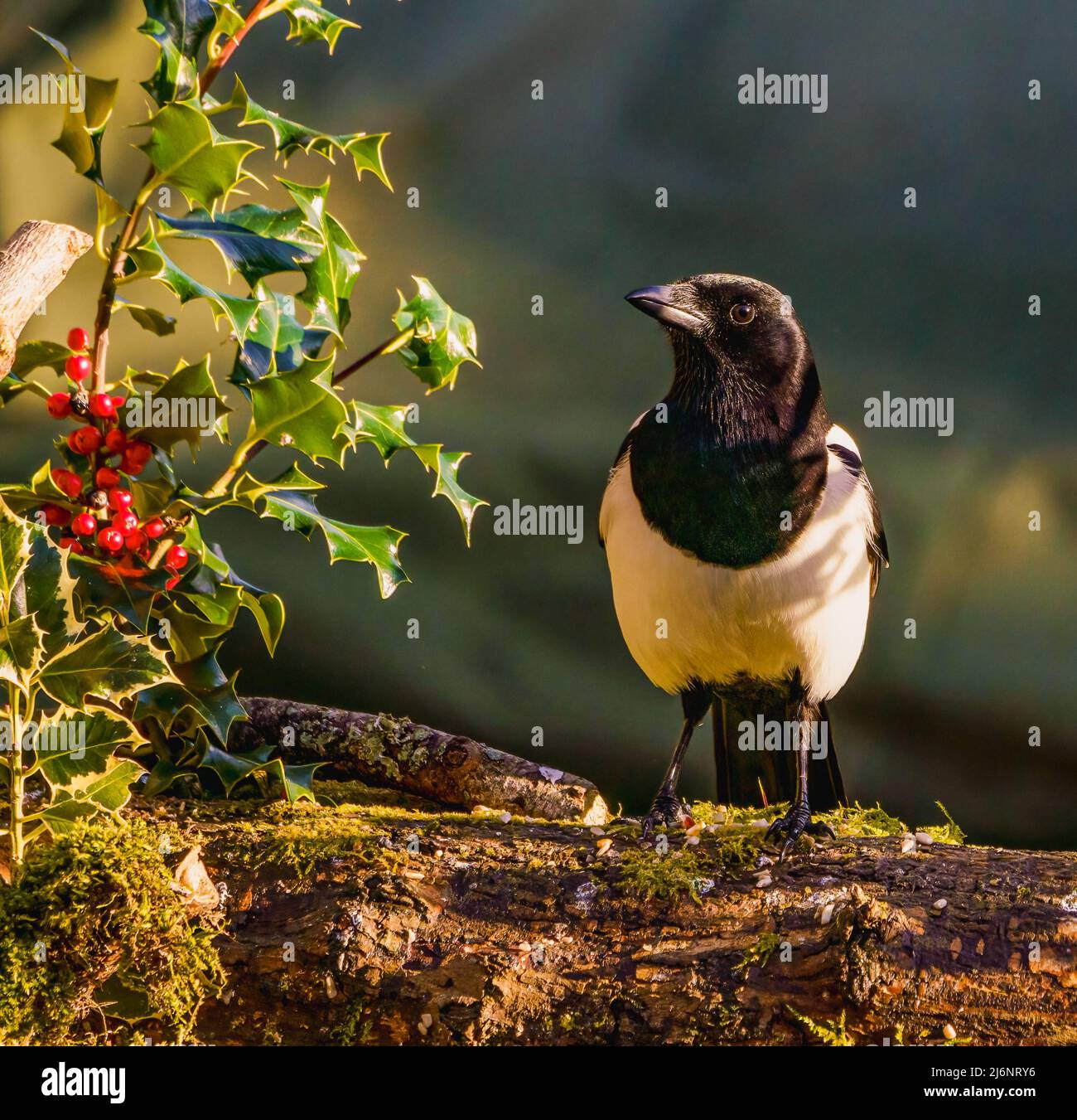 Magpie Christmas Scene Stock Photo - Alamy