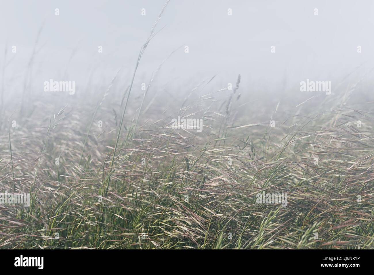 Tall field hi-res stock photography and images - Alamy