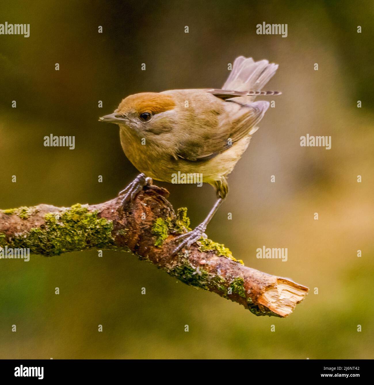 Female blackcap hi-res stock photography and images - Alamy