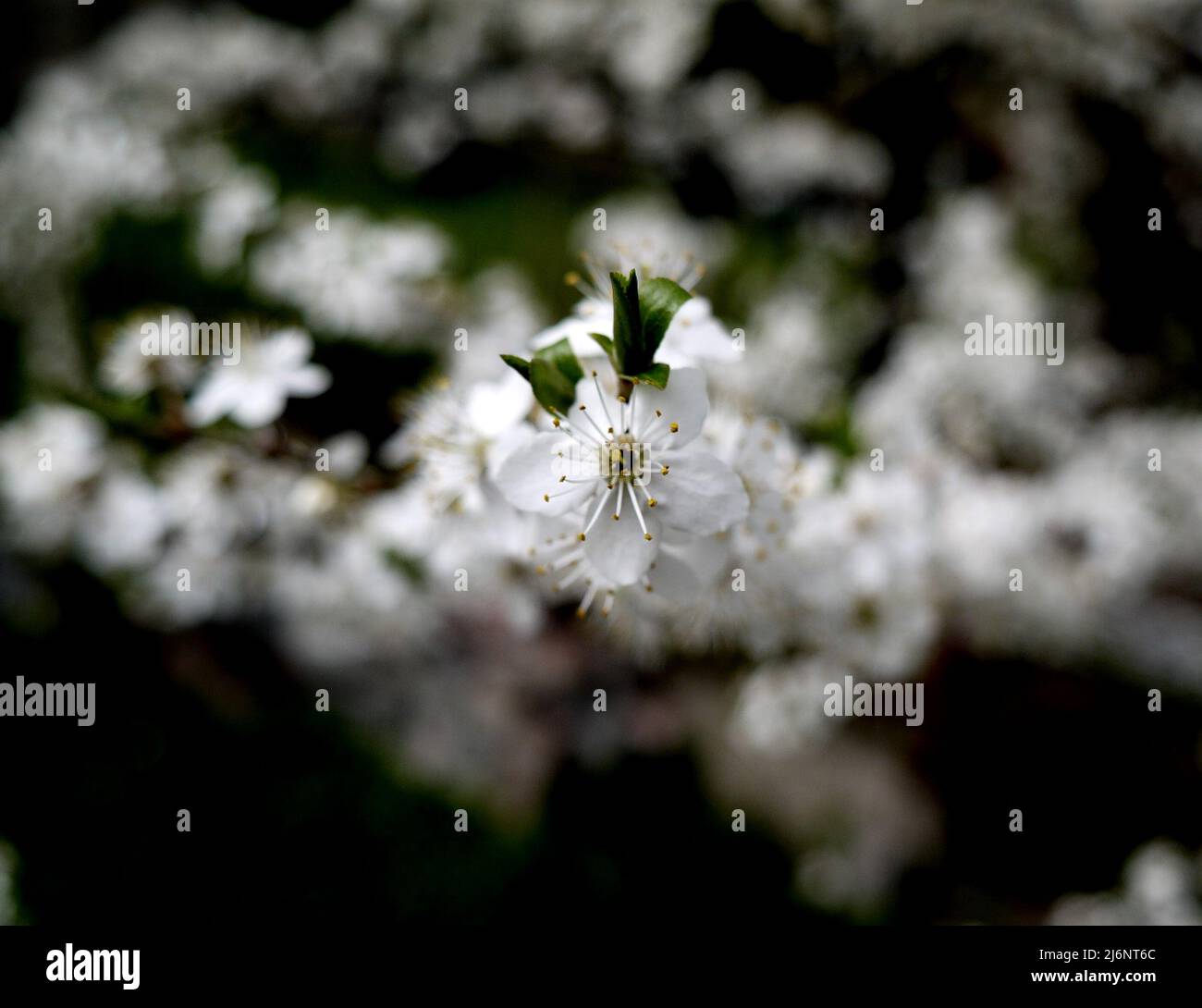 Walnut flowers on the tree close up. Macro of white spring flowers ...