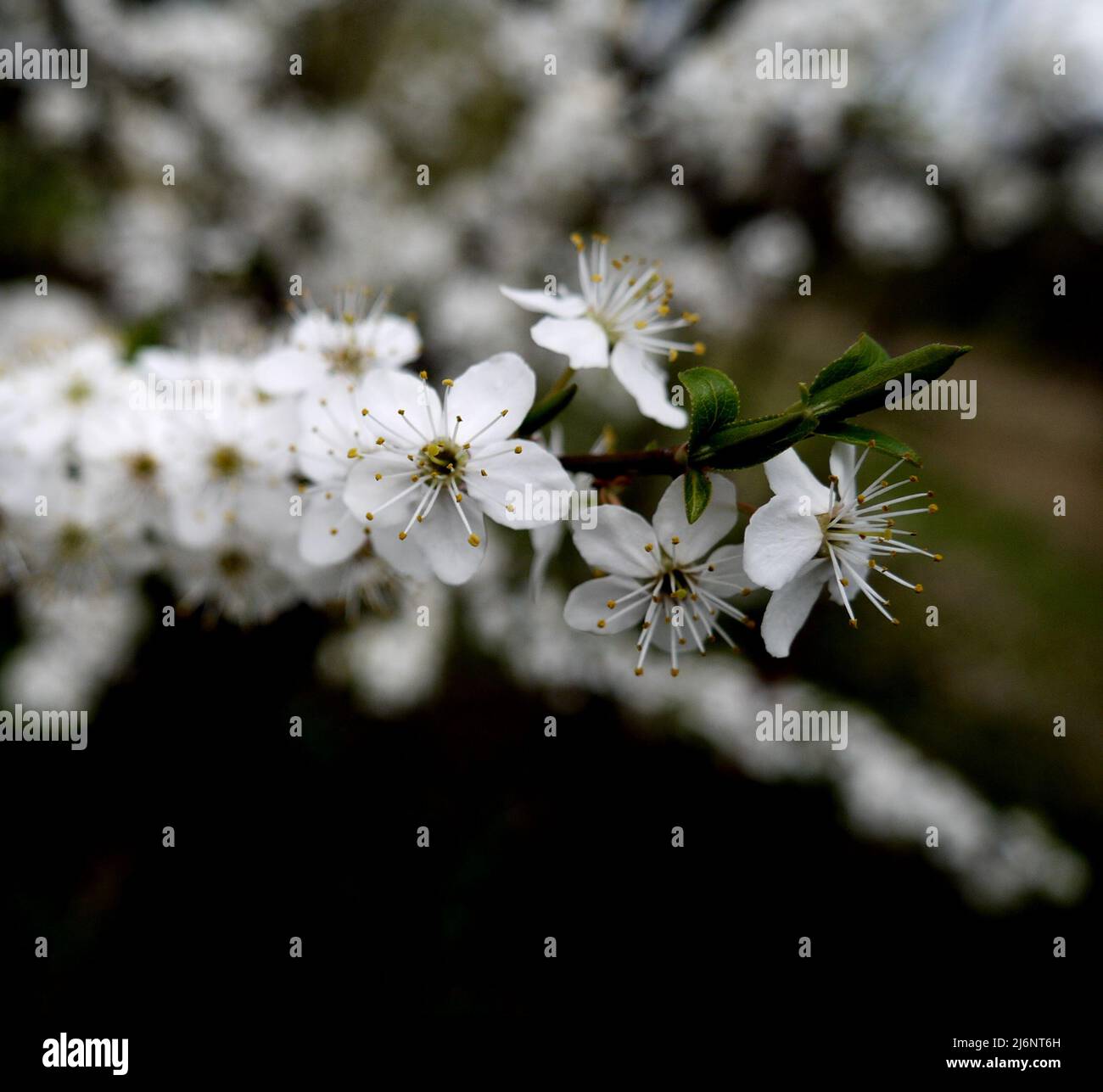 Walnut flower hi-res stock photography and images - Alamy