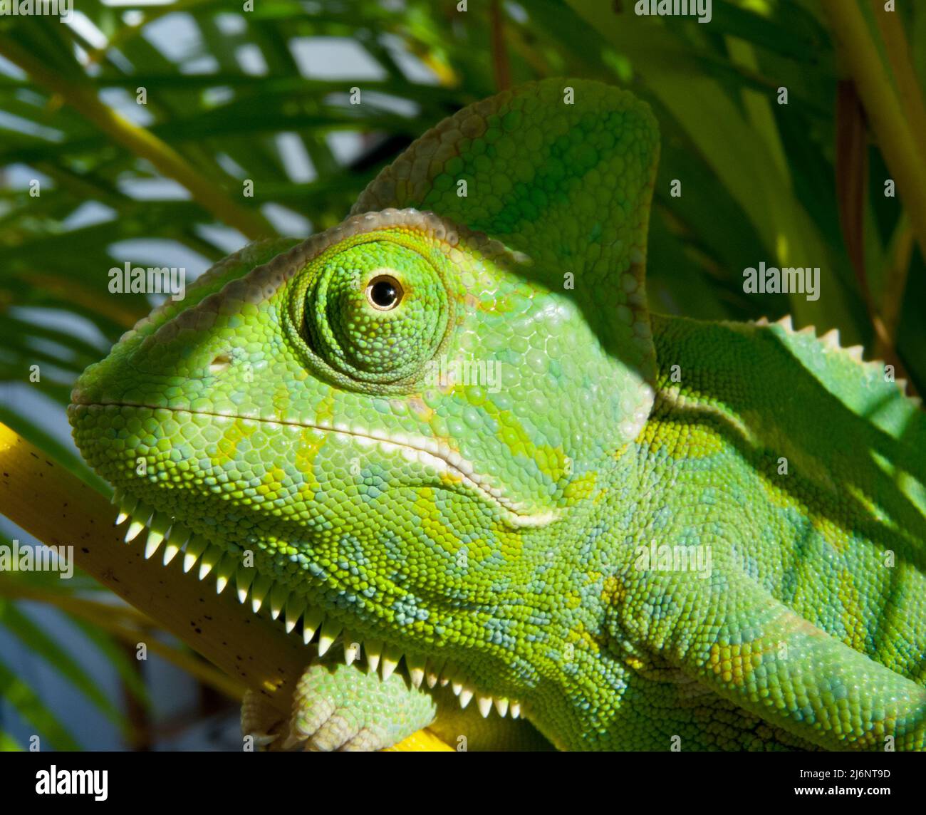 Chameleon head. Sitting in Bamboo. Female Yemen Chameleon looking ahead ...