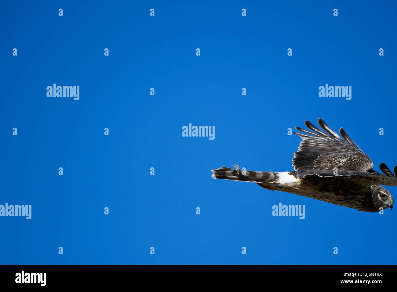 Northern Harrier Flying over New York Beach Stock Photo - Alamy