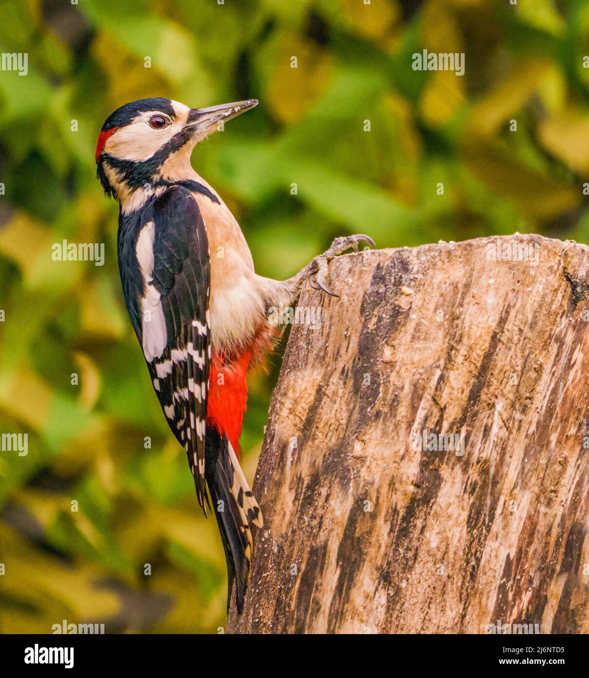 Great Spotted Woodpecker Stock Photo - Alamy