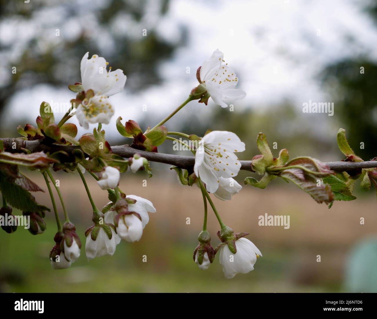 Walnut tree spring blossom hi-res stock photography and images - Alamy