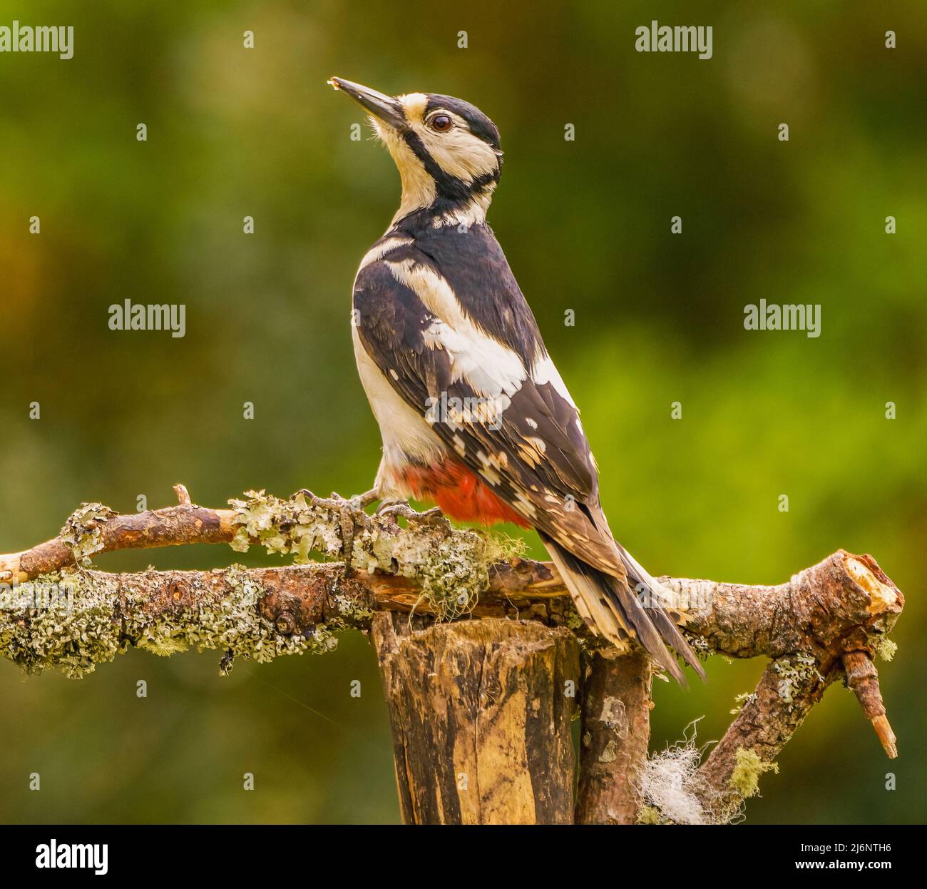 Great Spotted Woodpecker Stock Photo - Alamy