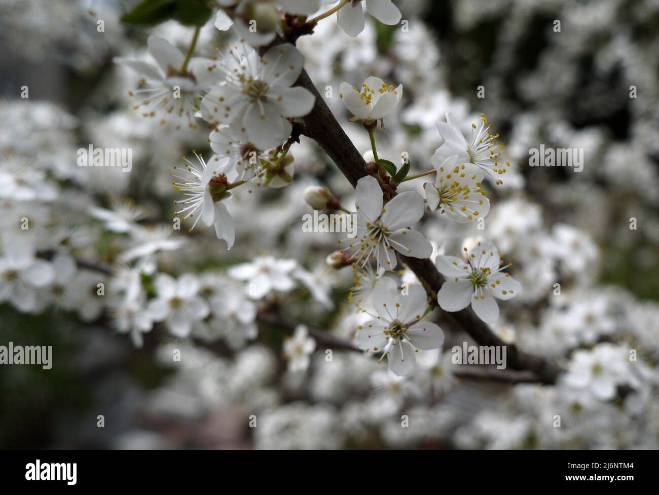 Walnut flower hi-res stock photography and images - Alamy
