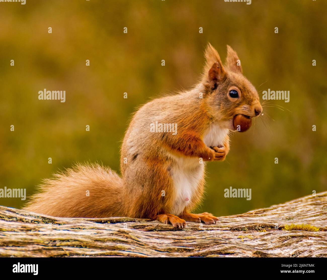 Red squirrel arboreal hi-res stock photography and images - Alamy