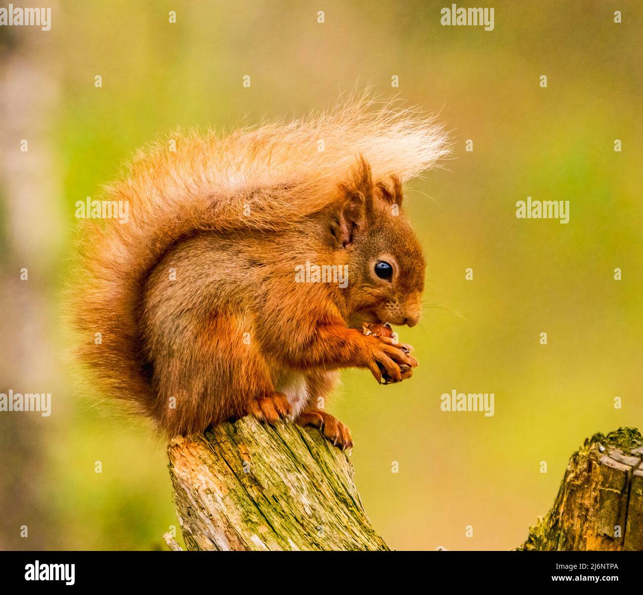 Red squirrel arboreal hi-res stock photography and images - Alamy