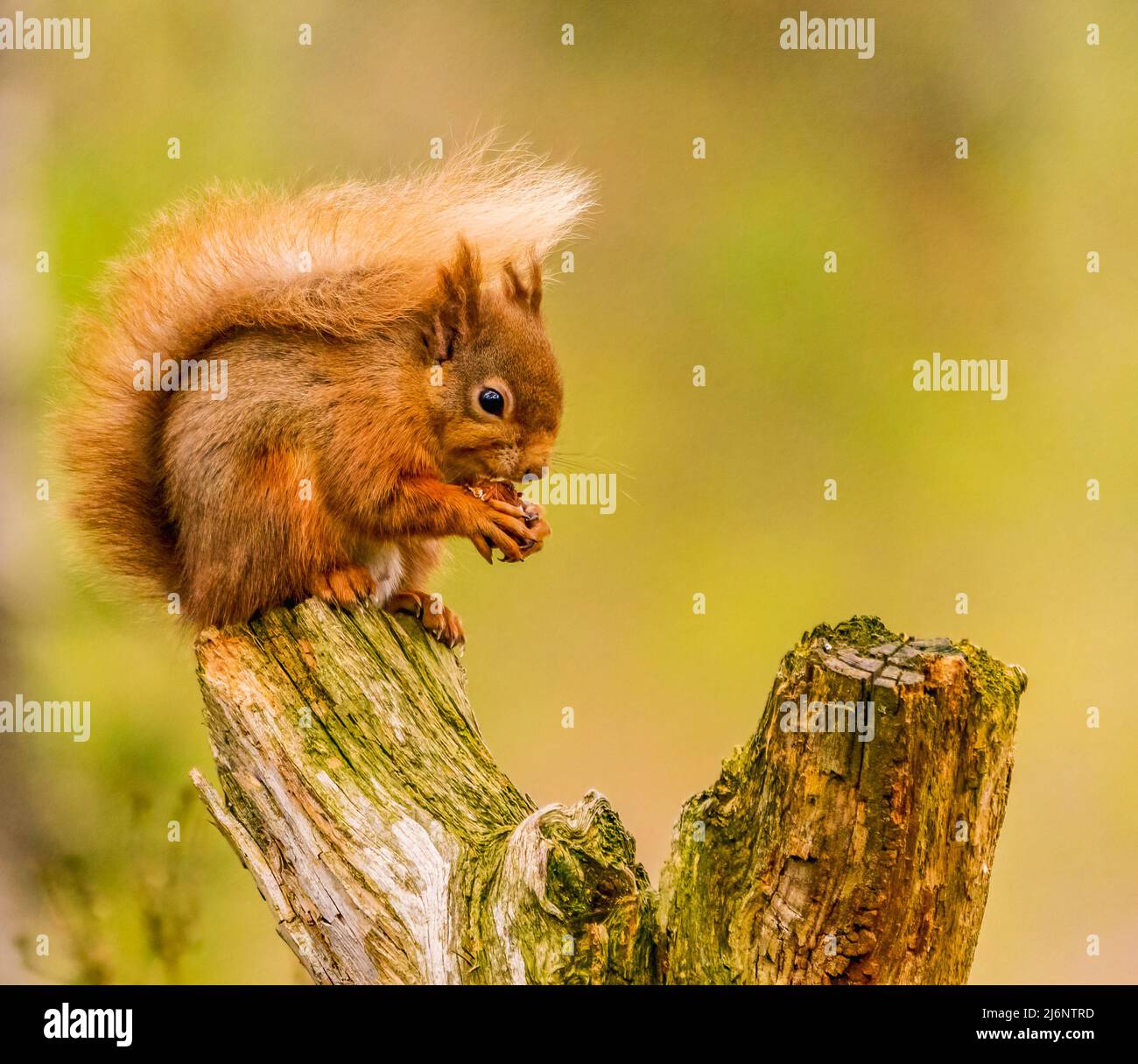 Red squirrel arboreal hi-res stock photography and images - Alamy