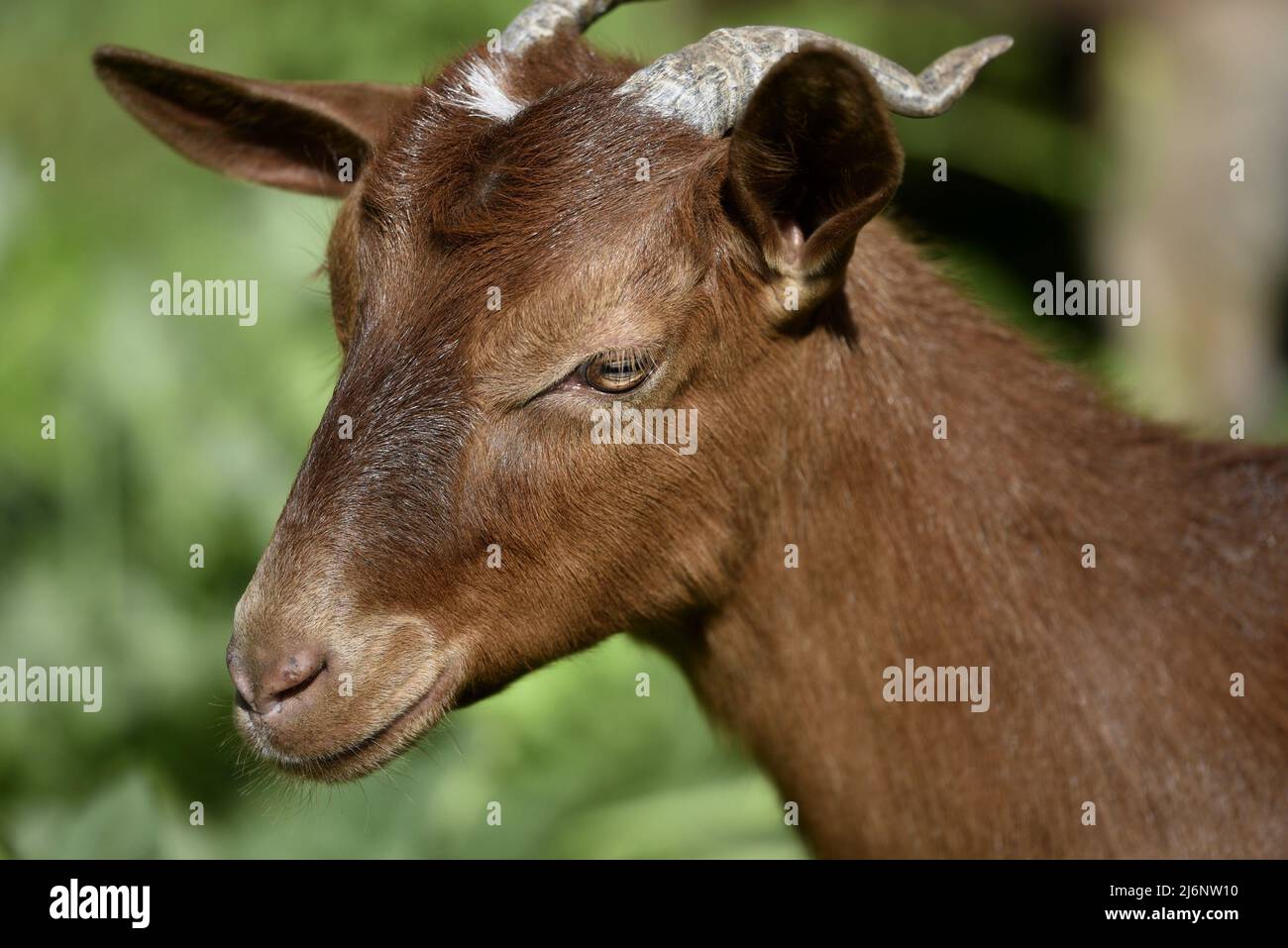 Greek baby goat portrait in the countryside of Sitaina, Arcadia ...