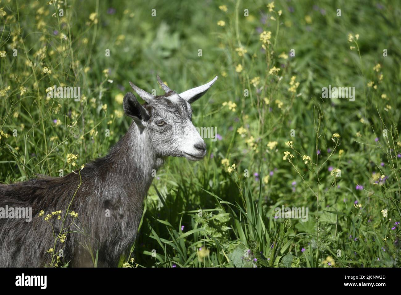 Greek baby goat portrait in the countryside of Sitaina, Arcadia ...