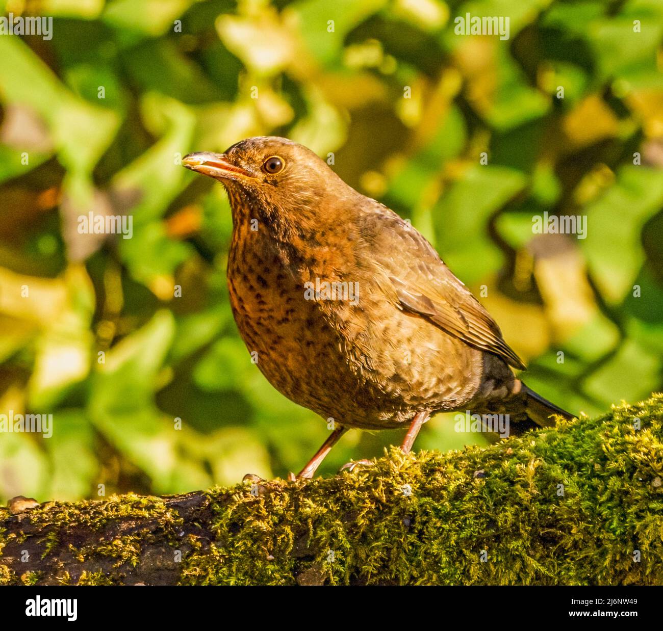 Female blackbird hi-res stock photography and images - Alamy
