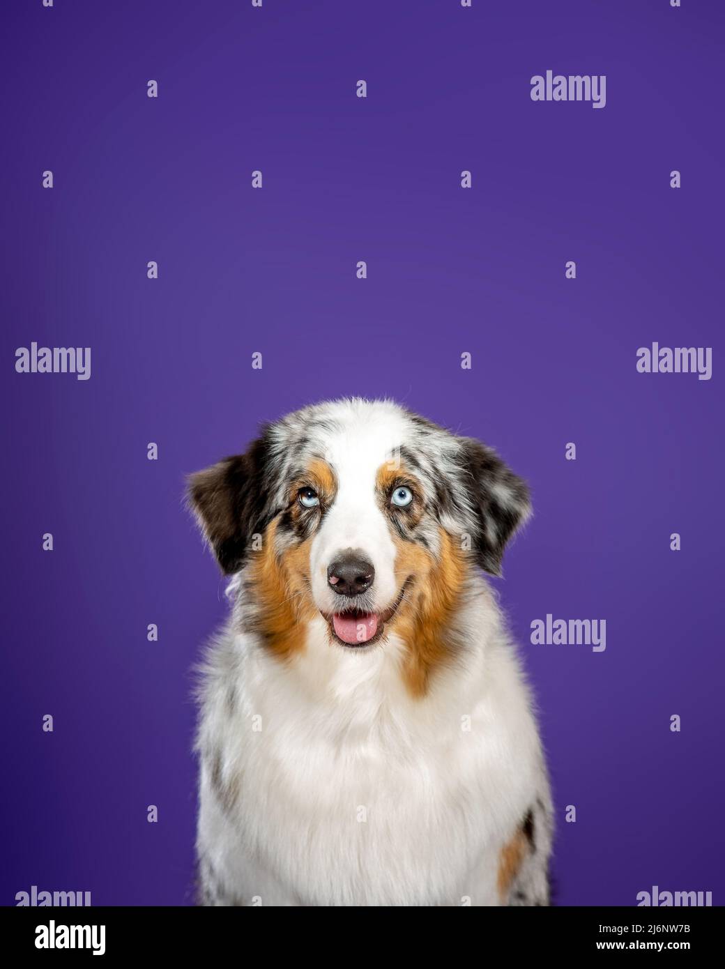 Blue merl aussie dog in studio. Close up portrait Stock Photo - Alamy
