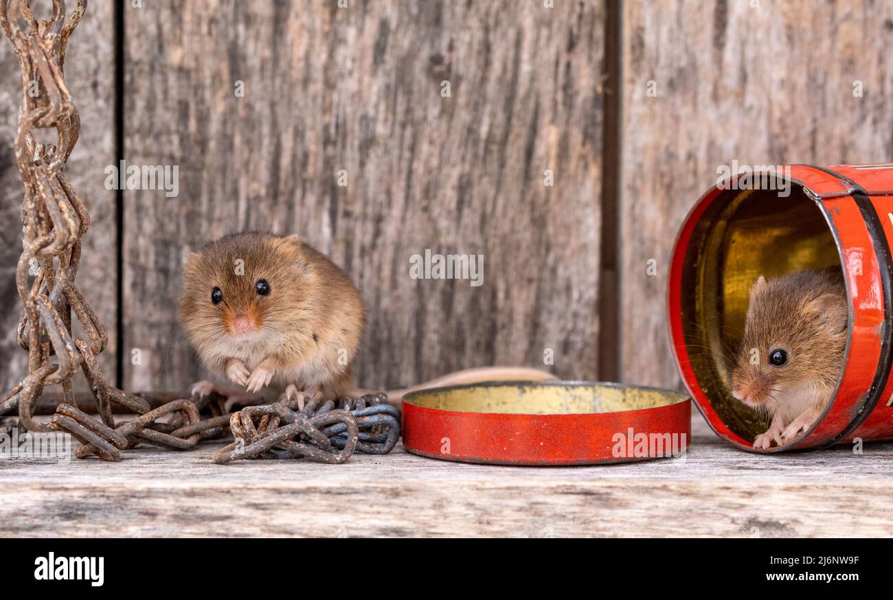 A tiny harvest mouse plays amongst tools on a shelf in a wooden shed ...